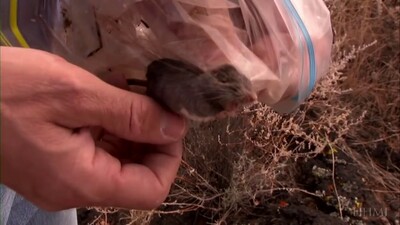 HHMI: The Making of the Fittest: Natural Selection and Adaptation (Rock ...