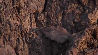 Natural Selection and the Rock Pocket Mouse — HHMI BioInteractive Video ...