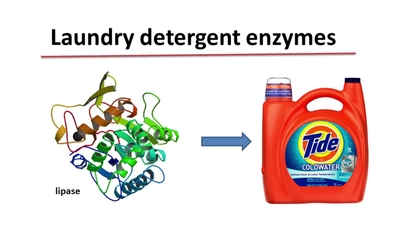 Detergent enzymes University of California Davis