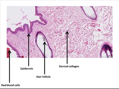 Histology Revision Resource - Media Hopper Create
