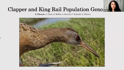 Clapper and King Rail Population Genomics, Elisa Elizondo - UD Capture | University of Delaware