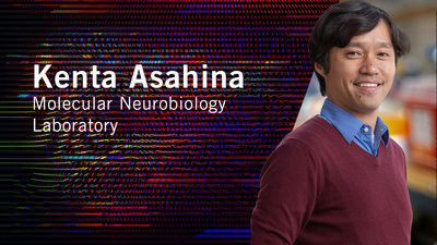Meet Our Scientists | Associate Professor Kenta Asahina - Salk Institute