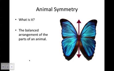 Animal Symmetry Notes video - UNH Media