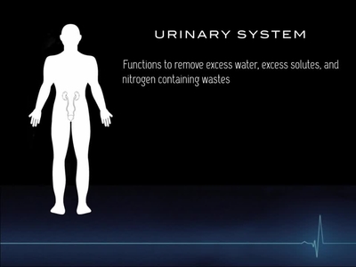 BIO 230 Urine System - BYU-Idaho