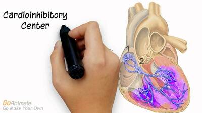 Anatomy and Physiology: Cardiac Control Center in Medulla Oblongata ...