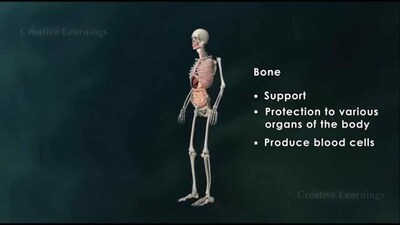Structure of Bone|Anatomy of Bone|3D Animation|Biology - BYU-Idaho