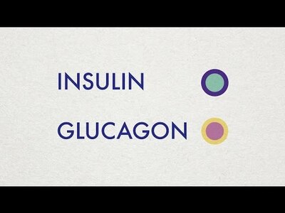 Insulin and Glucagon - Simple Animation - BYU-Idaho