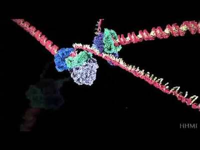 DNA Replication (Advanced Detail) | HHMI BioInteractive Video - BYU-Idaho