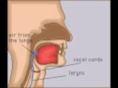 The Human Voice System - BYU-Idaho