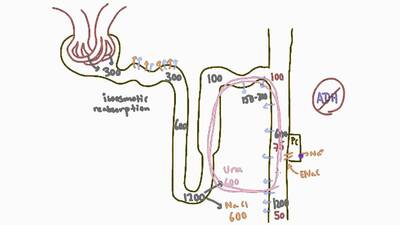 Concentration Throughout the Nephron Without ADH - BYU-Idaho
