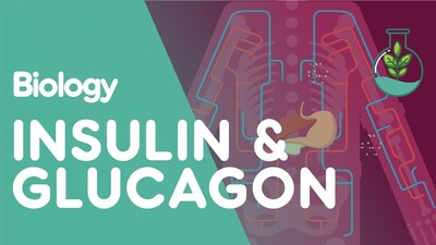 Insulin and Glucagon | Physiology | Biology | FuseSchool - BYU-Idaho