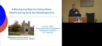 A mechanical role for extracellular matrix during early eye ...