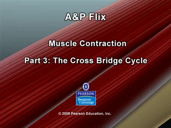 Skeletal Muscle Contraction: Step 3 - Cross bridge Cycling - Illinois ...
