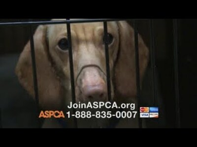 ASPCA TV Commercial, ‘Somewhere in America’ - Illinois Media Space