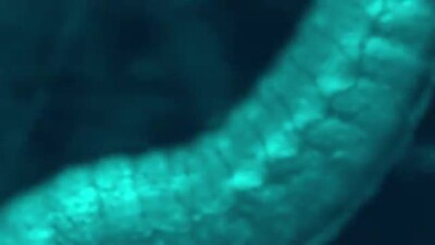 1.3a Lecturette: Decision-Making Framework - Illinois Media Space