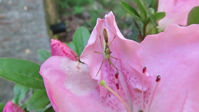 Assassin bug on Azalea flower - University of Georgia Online Learning