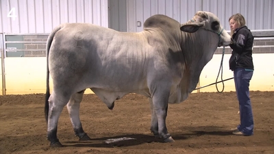 Class 22 Entry 4 Performance Brahman Bulls - University of Georgia Kaltura