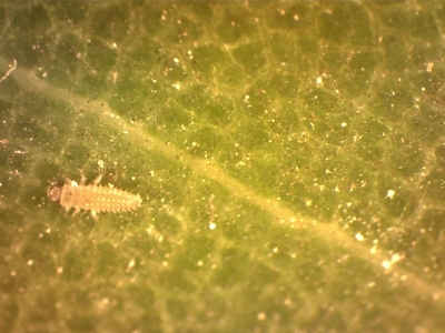 lady beetle larva - University of Georgia Online Learning