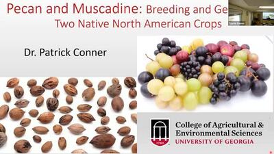 Dr. Patrick Conner, Pecan and Muscadine: Breeding and Genetics of Two ...