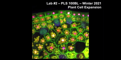 PLS100BL Lab 2: Plant Cell Expansion - University of California, Davis