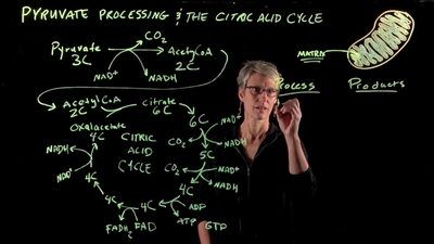 Pyruvate Processing & The Citric Acid Cycle - University of Alaska ...