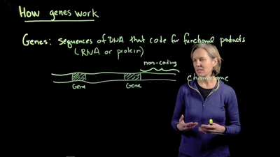 How Genes Work - University of Alaska Fairbanks