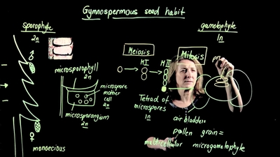 Gymnospermous Seed Habit: Part 1 (staminate) - University of Alaska ...