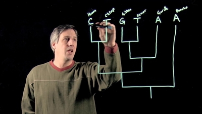 The Fitch Algorithm - University of Alaska Fairbanks