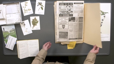 Making Herbarium Specimens: Pressing Plants - University of Alaska ...