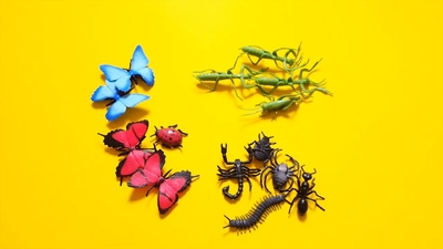 Exploring insects - Media Hopper Create