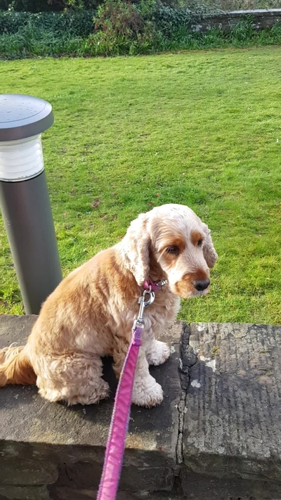 Alison - Media Hopper Create