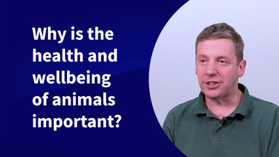Why is the health and wellbeing of animals important? - Media Hopper Create