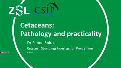 Saturday 15:45 - Simon Spiro: Cetacean - Media Hopper Create