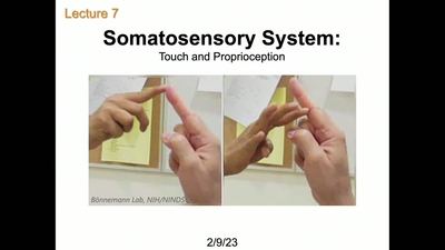 Lecture 7_Somatosensory System Touch and Proprioception 2923 ...