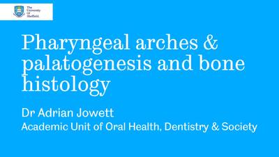 Introduction: Pharyngeal arches and Palatogenesis Histology - The ...
