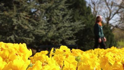 Flying Colours - The University of Sheffield Kaltura Digital Media Hub