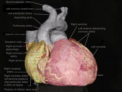 Heart: Chambers - The University of Sheffield Kaltura Digital Media Hub