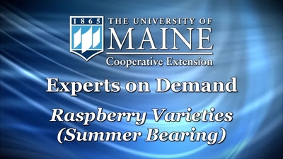 Different Varieties of Raspberries, Part 1 - University of Maine System