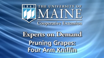 Four Arm Kniffin System for Growing Grapes - University of Maine System
