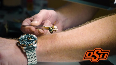 OSU Agriculture: Insect Fears and Phobias - Video | Oklahoma State ...