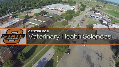 The ICSI Foals - Video | Oklahoma State University