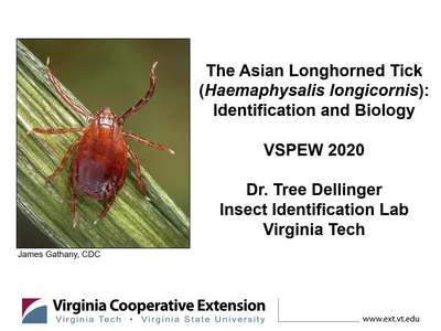 The Asian Longhorned Tick (Haemaphysalis longicornis): Identification ...
