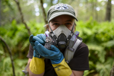 Virginia Tech students take part in wildlife field techniques course ...
