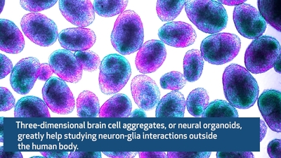 New Rapidly Scalable Neural Organoid Technology - Welcome to Houston ...