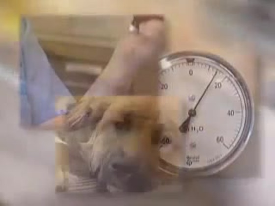 Fentanyl patch application in dogs - OSU MediaSpace
