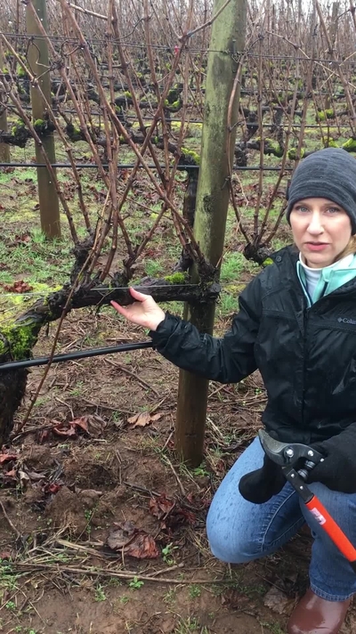 How to Renew a Grapevine Cordon - OSU MediaSpace