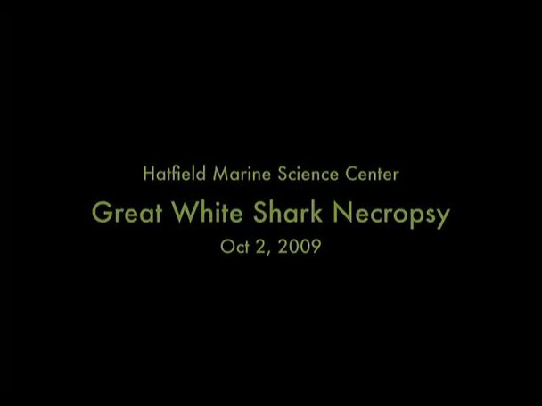 Great White Shark Necropsy - OSU MediaSpace