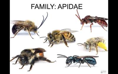 Bee Families - Apidae - OSU MediaSpace