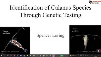 Identification of Calanus Species Through Genetic Testing - OSU MediaSpace