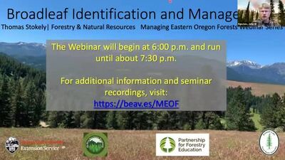 Managing Eastern Oregon Forests: Broadleaf Tree Identification and ...